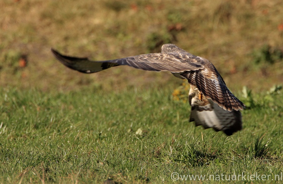 Jonge Buizerd vangt muisjes