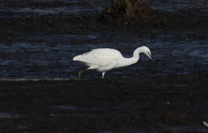 New England Coastal Birds: "Three Days of Winter Seabirding on Cape Cod ...