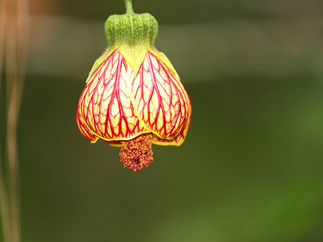 El Salvador Un Rinconcito Mágico: Parque Nacional El Boquerón