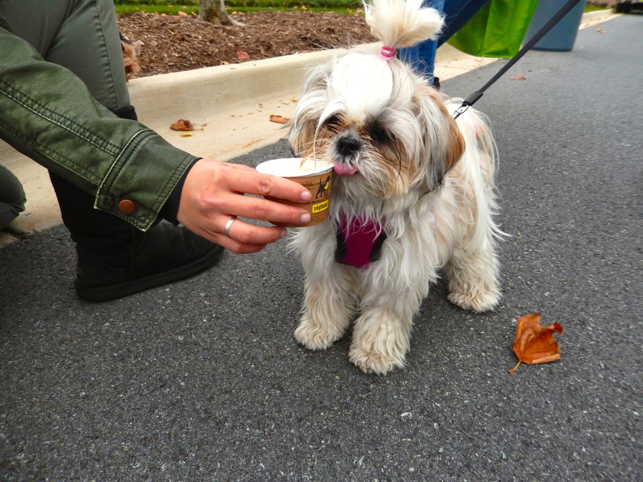 Rockville Nights: PAWS FOR A CAUSE RAISES OVER $400 FOR ANIMAL CHARITY ...