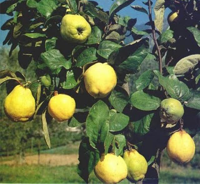 Membrillo (Cydonia oblonga) - Frutas del mundo