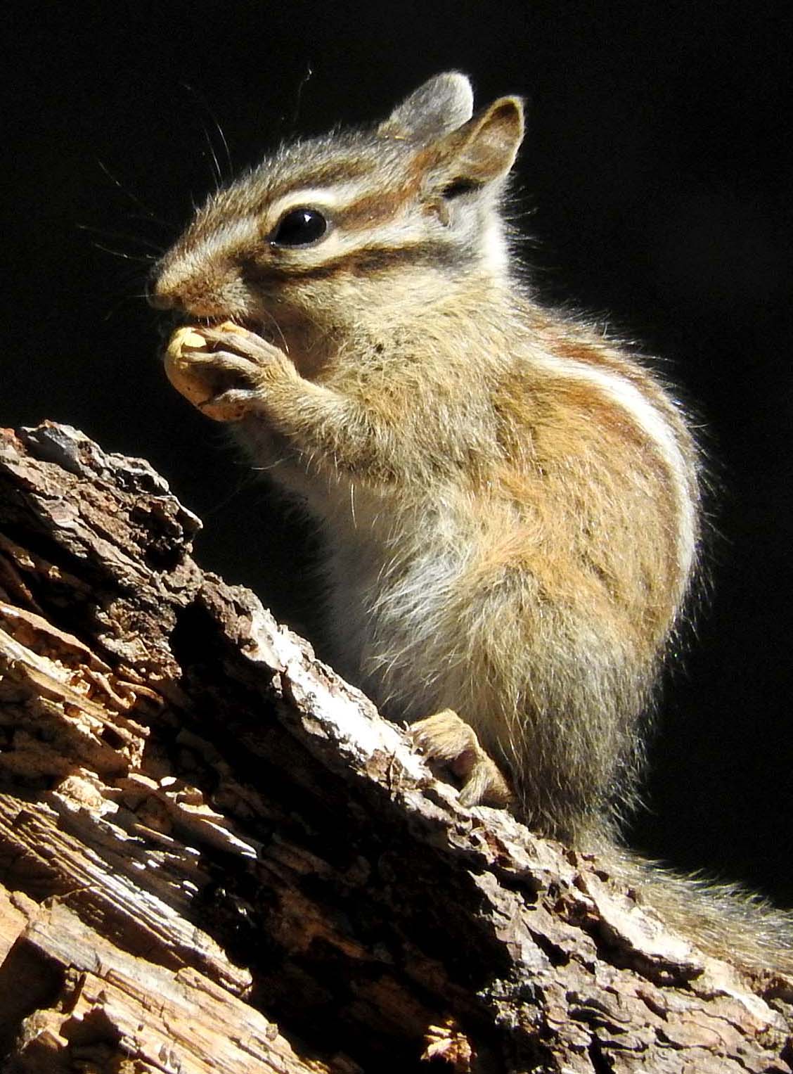 North Yuba Naturalist: More Mammals!