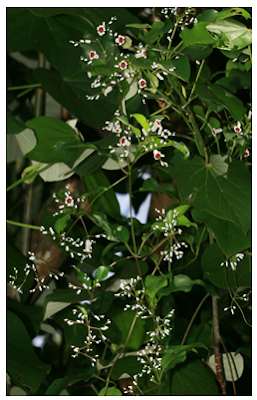 Medicinal Uses of Paederia scandens,"Gandheli","Parsarini","Gandha ...