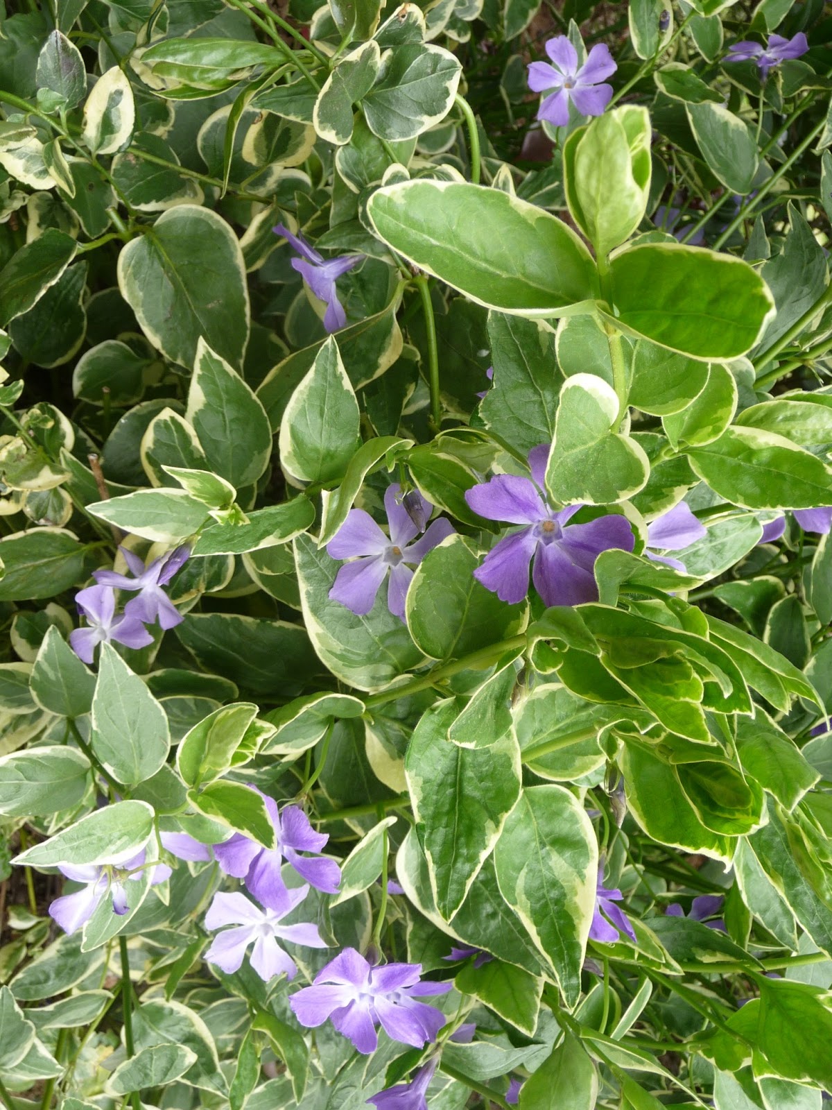 Ma Terre de Bruyère: Avez-vous une Pervenche plus jolie dans votre ...