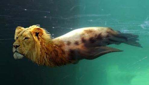 Fused animals..... | Jokeroo Bulletin Board