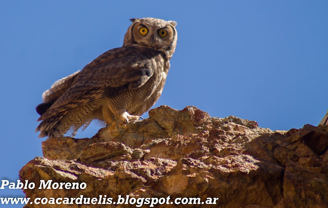 Aves de Mendoza: tucuquere(Bubo magellanicus)