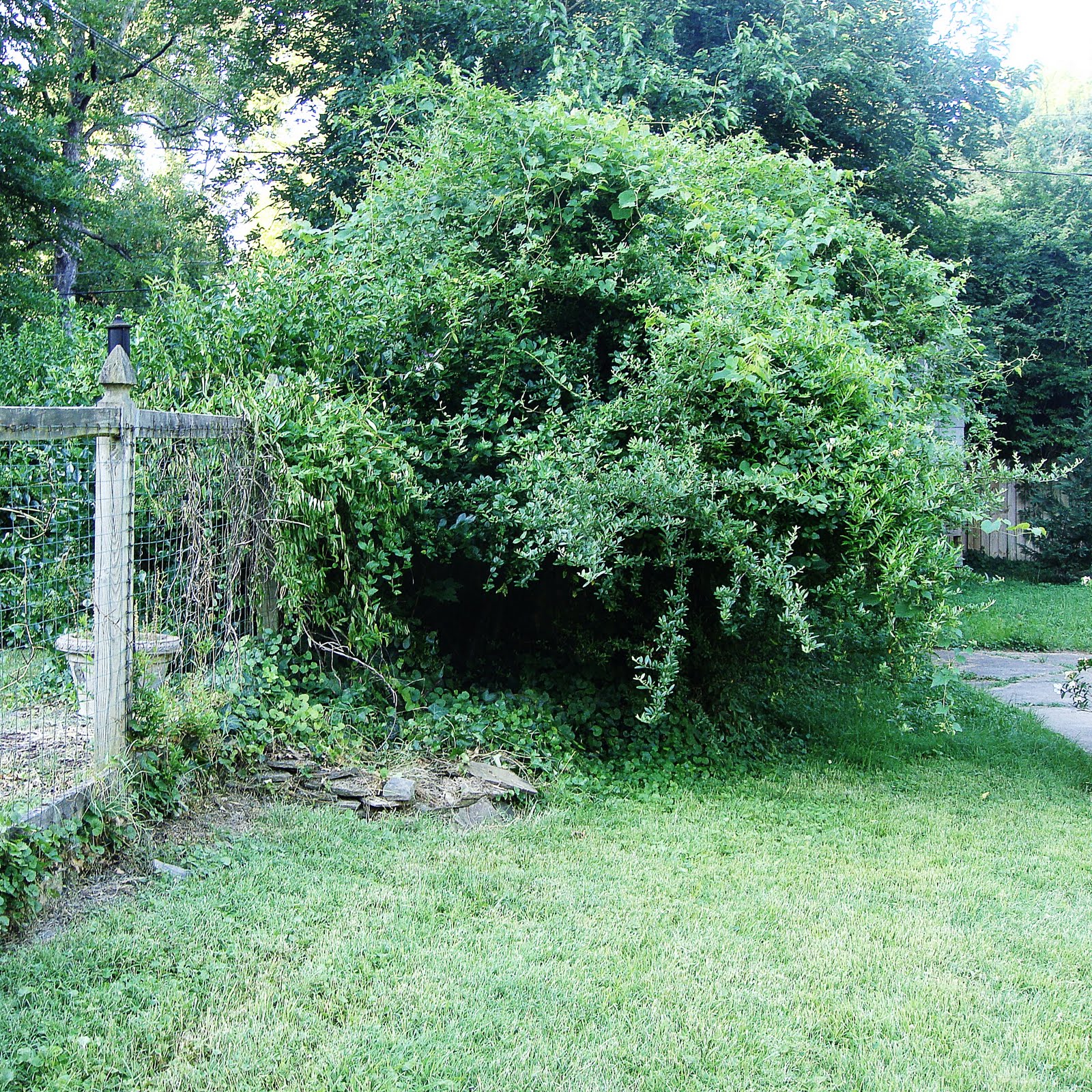 Summers Studio: Death of the Killer Tree