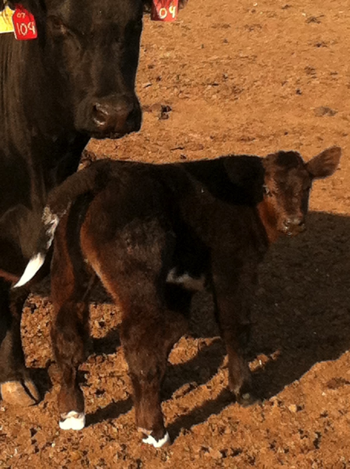 Lautner Farms: Deniston Cattle & Club Calves - Indian Outlaw Bull Calf