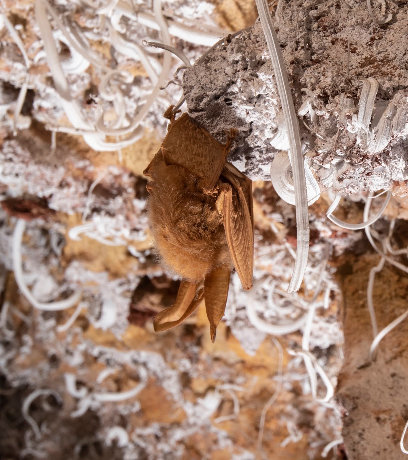 DOUBLE BOPPER CAVE SURVEY. GRAND CANYON NATIONAL PARK - ADAM HAYDOCK