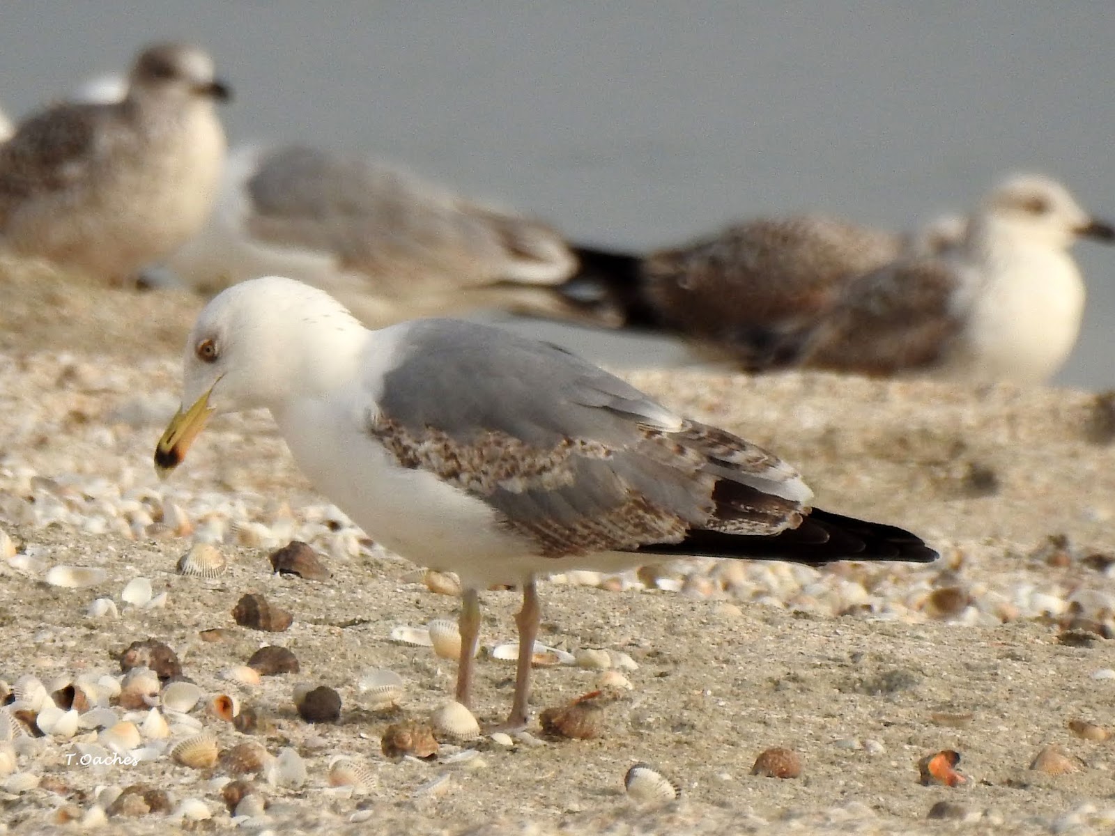 PASARI DIN ROMANIA: PESCARUS CU PICIOARE GALBENE, Larus michahellis