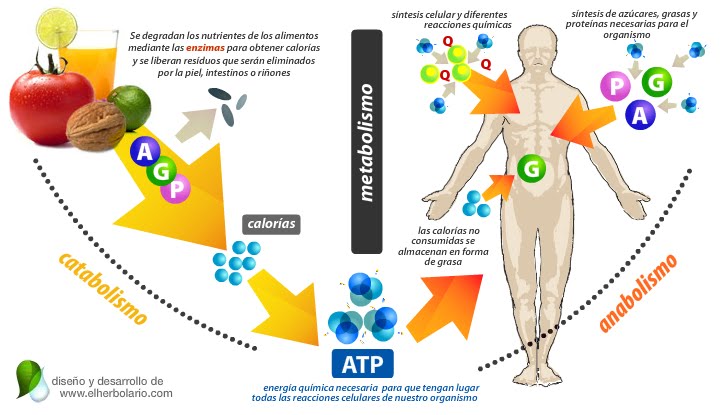 PROCESO DE ALIMENTACIÓN