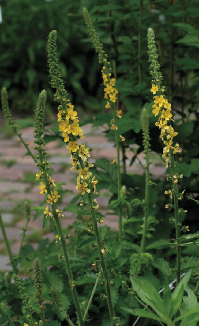 Agrimony Plant - Agrimonia eupatoria - medicinal uses - Macedonia Nature