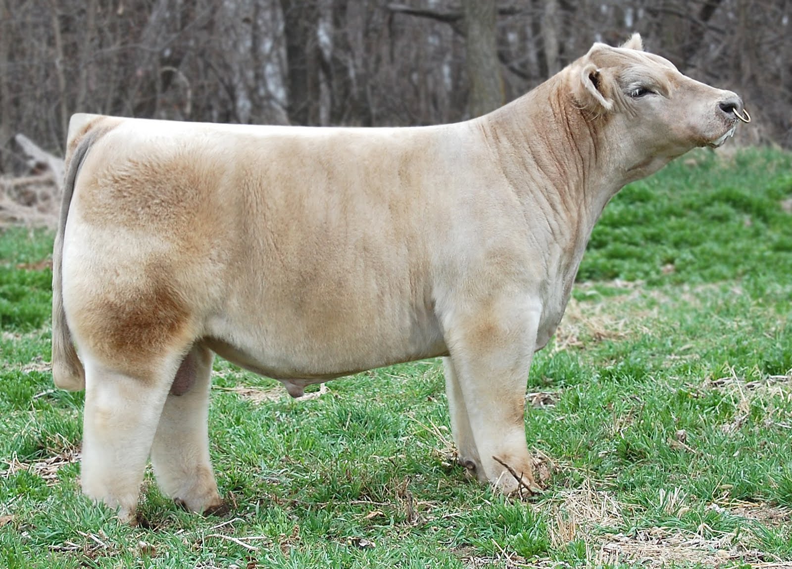 Executive Sires, Inc.: New Alliance - Matt Lautner Cattle bulls ...