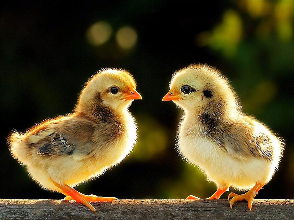 Bộ sưu tập ảnh nền những con gà dễ thương | Tải ứng dụng apk, phần mềm ...