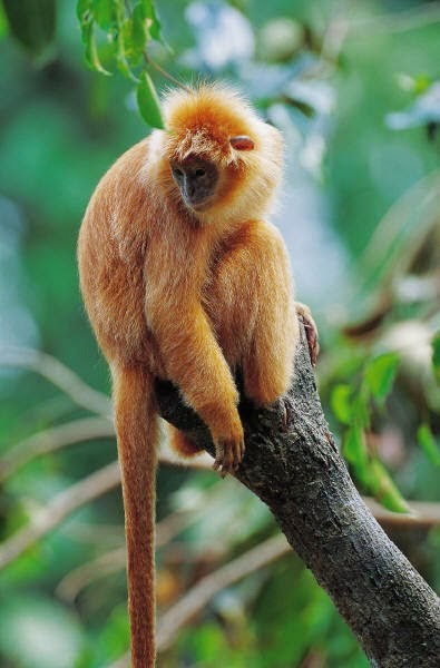 Ana Karolina: Animais Vertebrados e Invertebrados