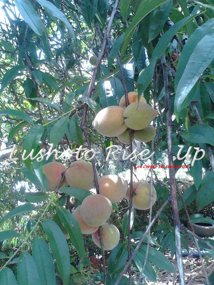 MAFYOKSI - MATUNDA YA LUSHOTO ~ LUSHOTO RISE - UP