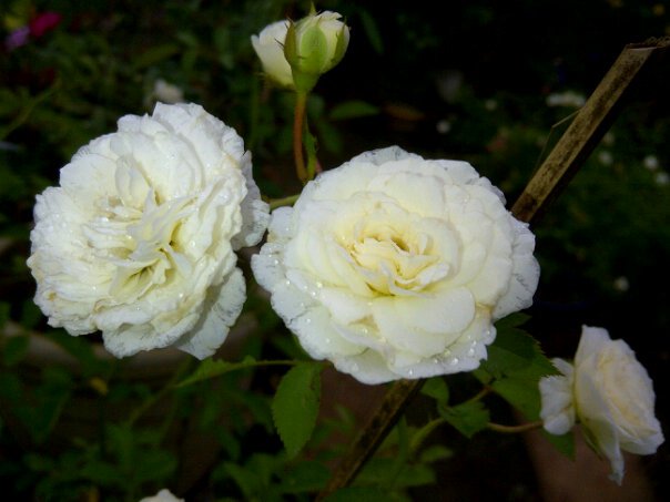 pokok-pokok: Pokok Bunga Ros Jenis Memanjat ( Climbing Rose)