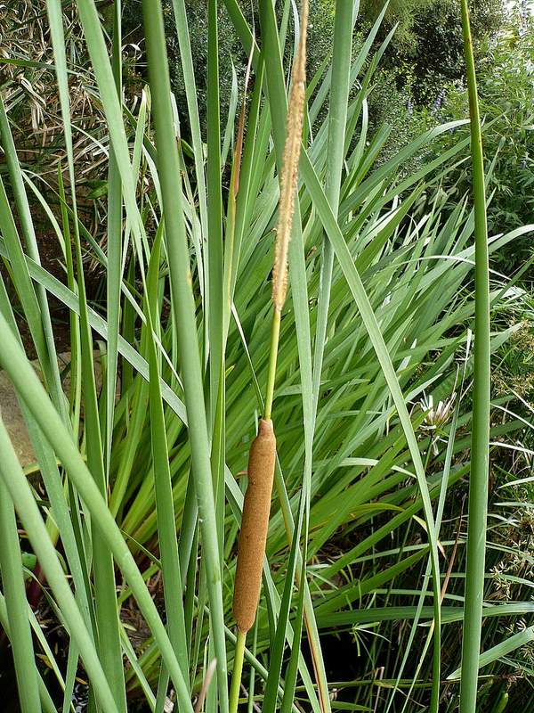 Hierbajos inolvidables: enea y carrizo