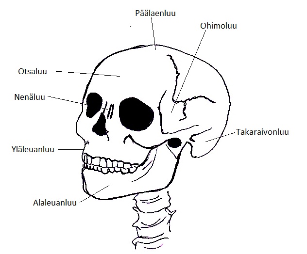 Saran opiskelu: Kasvojen hoito