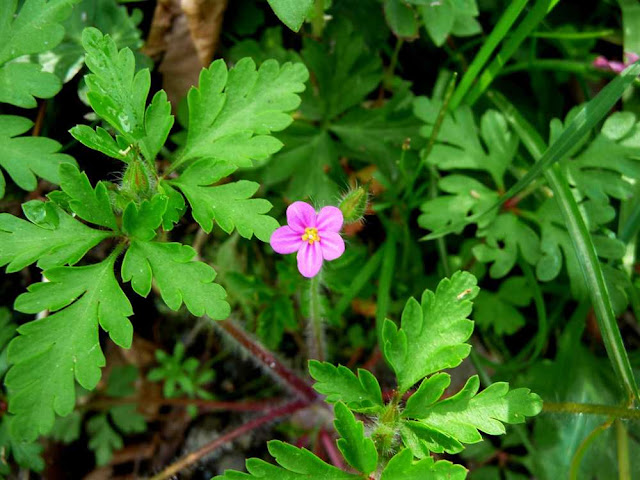 r o b i n 's y a r d: Geranium purpureum