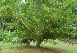 Roeien & Reizen: Suriname - Camp David