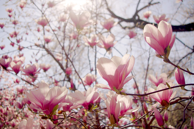 duhas blog: Spring is coming!!!