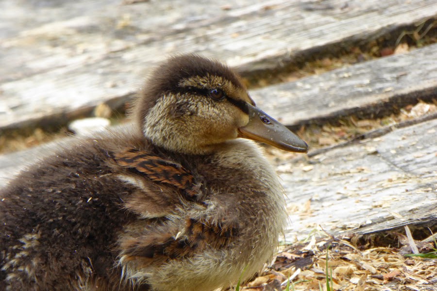 Christoph's Fotostudio: Tierwelt des Chiemsee