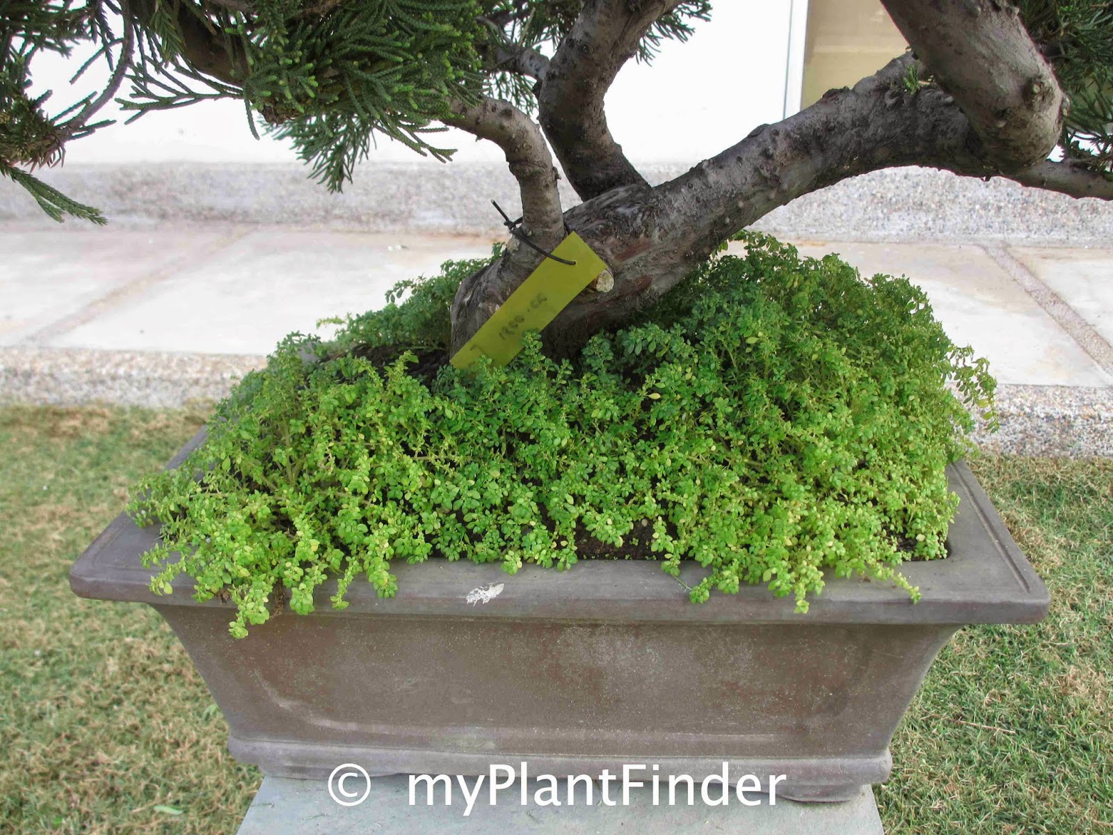 MY PLANT FINDER | Plant Guide: Pilea microphylla