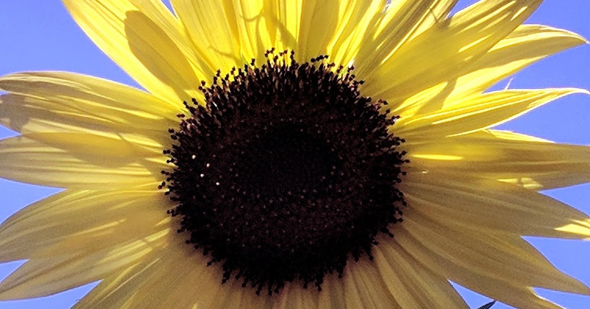 Robert Frost's Banjo: Sunflower Sky Octet