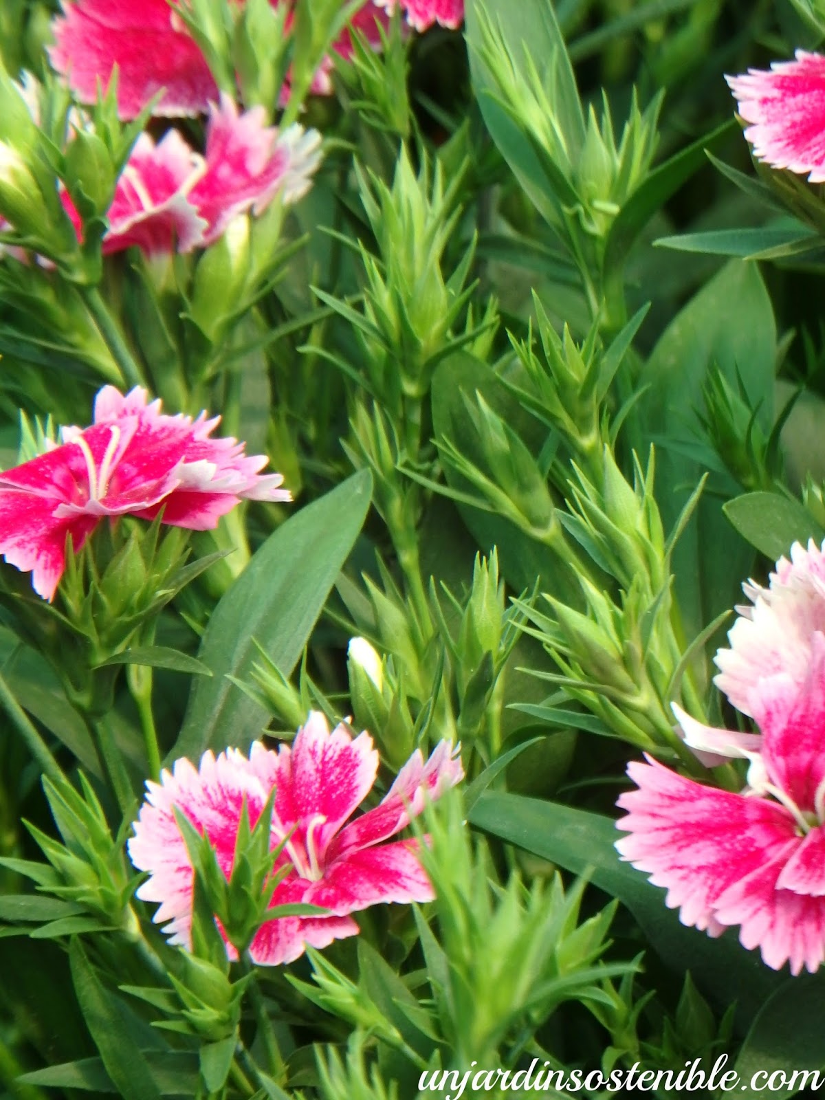 Dianthus chinensis (Clavel chino)
