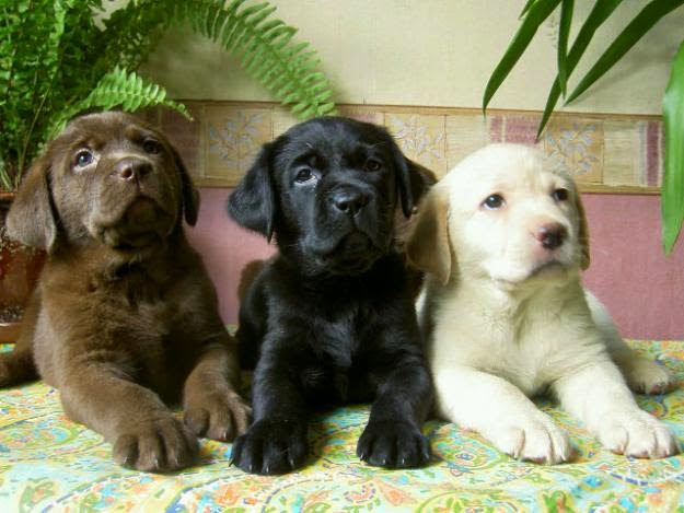 Everything about your Labrador Retriever - Luv My Dogs