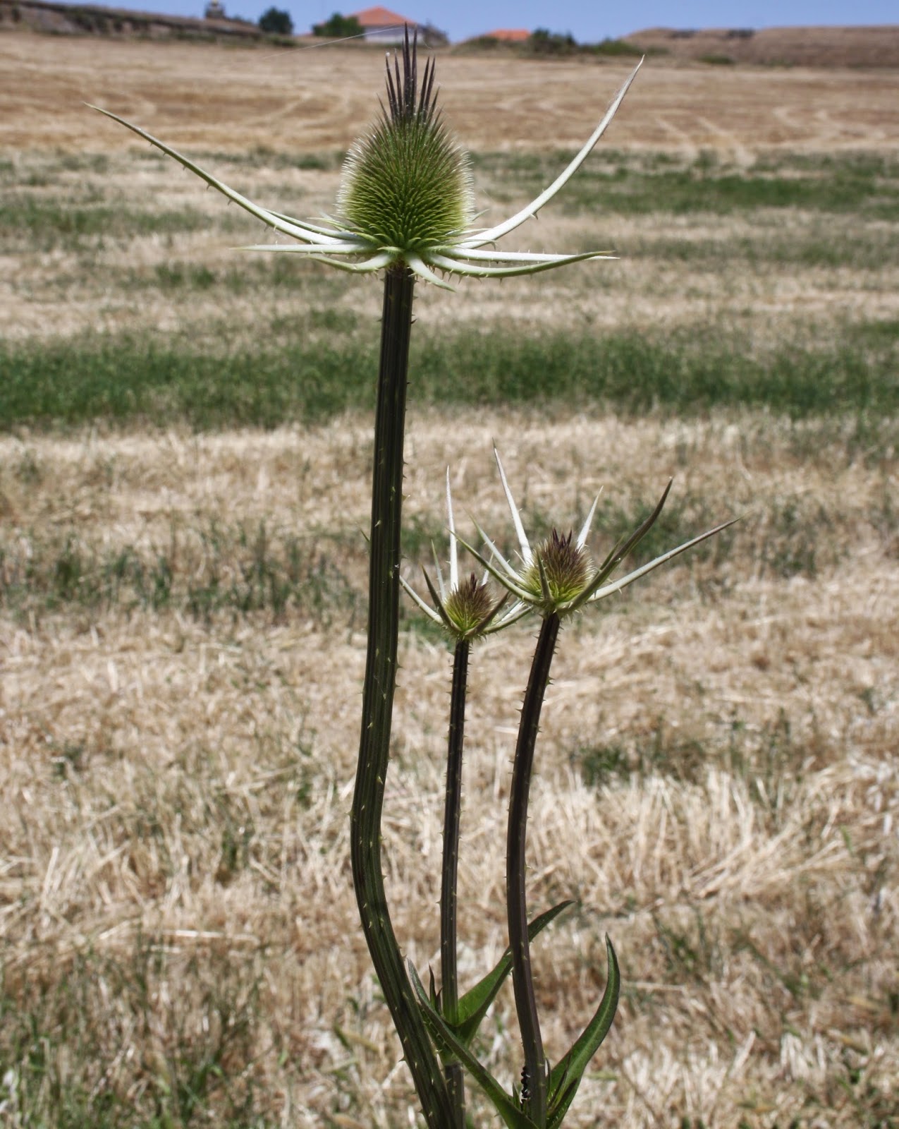 Plantas: Beleza e Diversidade: Cardo-cardador (Dipsacus fullonum)