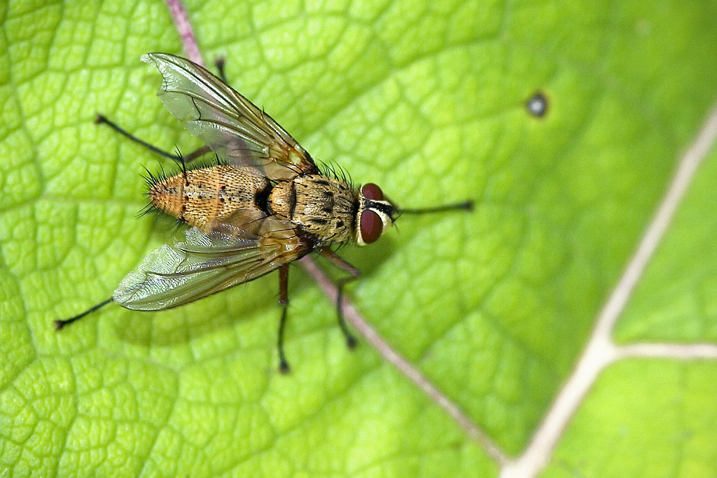 Invertebrados de Huesca: Dexia rustica (Fabricius, 1775)