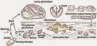 Aku Anak Indonesia: KERANG DARAH (Anadara granosa)