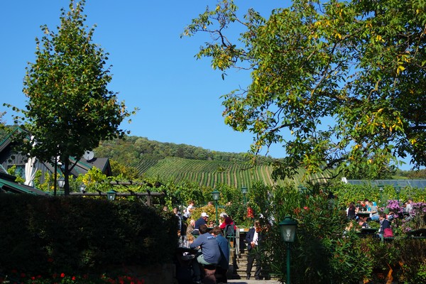 La culture du vin à Vienne : de la vigne aux Heuriger