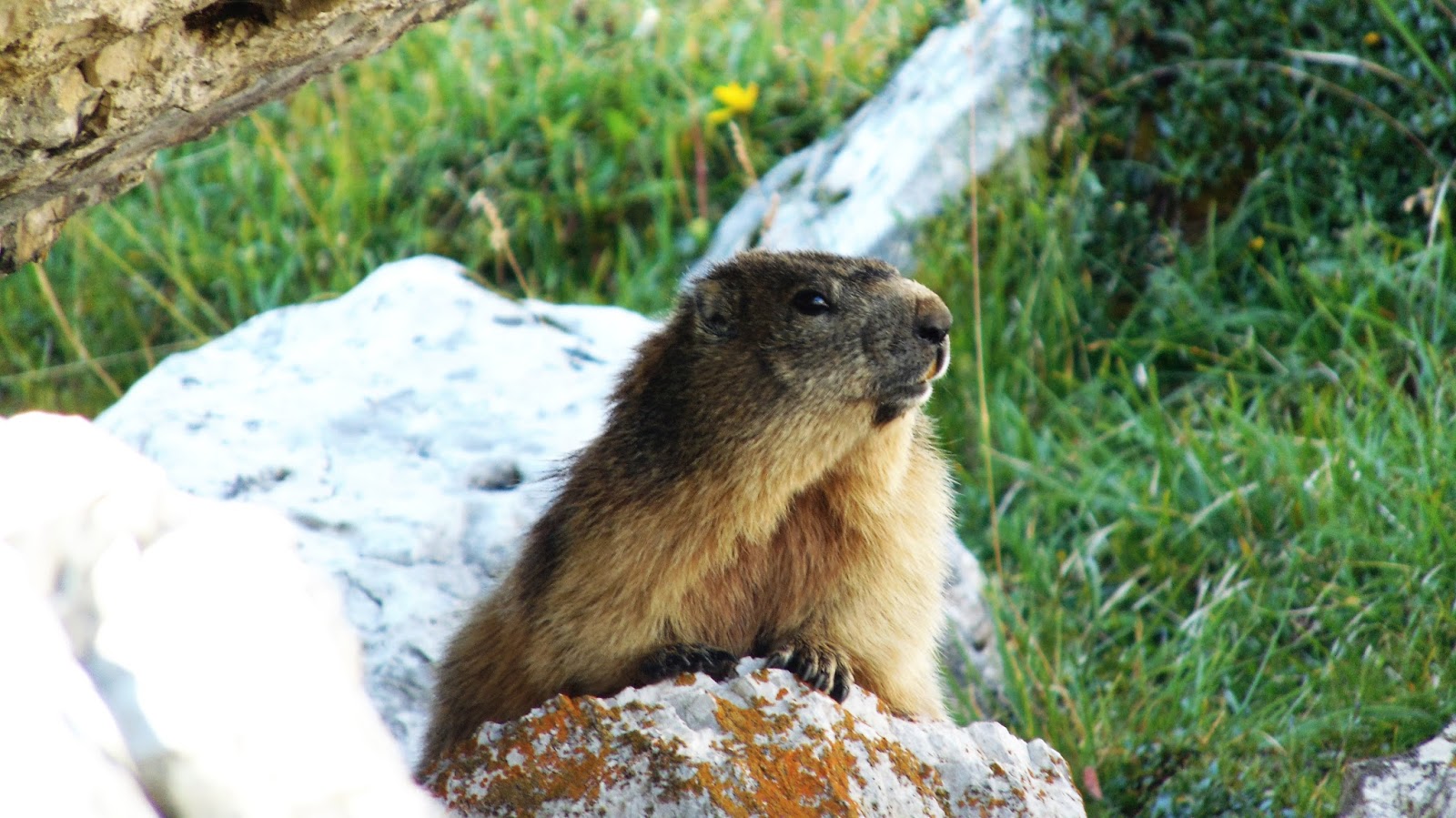 Sguardo dall'alto: Fauna - La Marmotta Alpina
