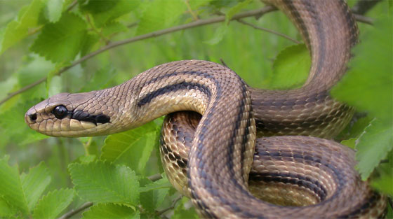 Garganistan: Il Cervone - Elaphe quatuorlineata