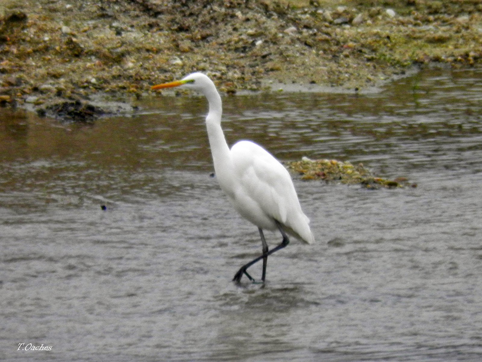 PASARI DIN ROMANIA: EGRETA MARE, Ardea alba