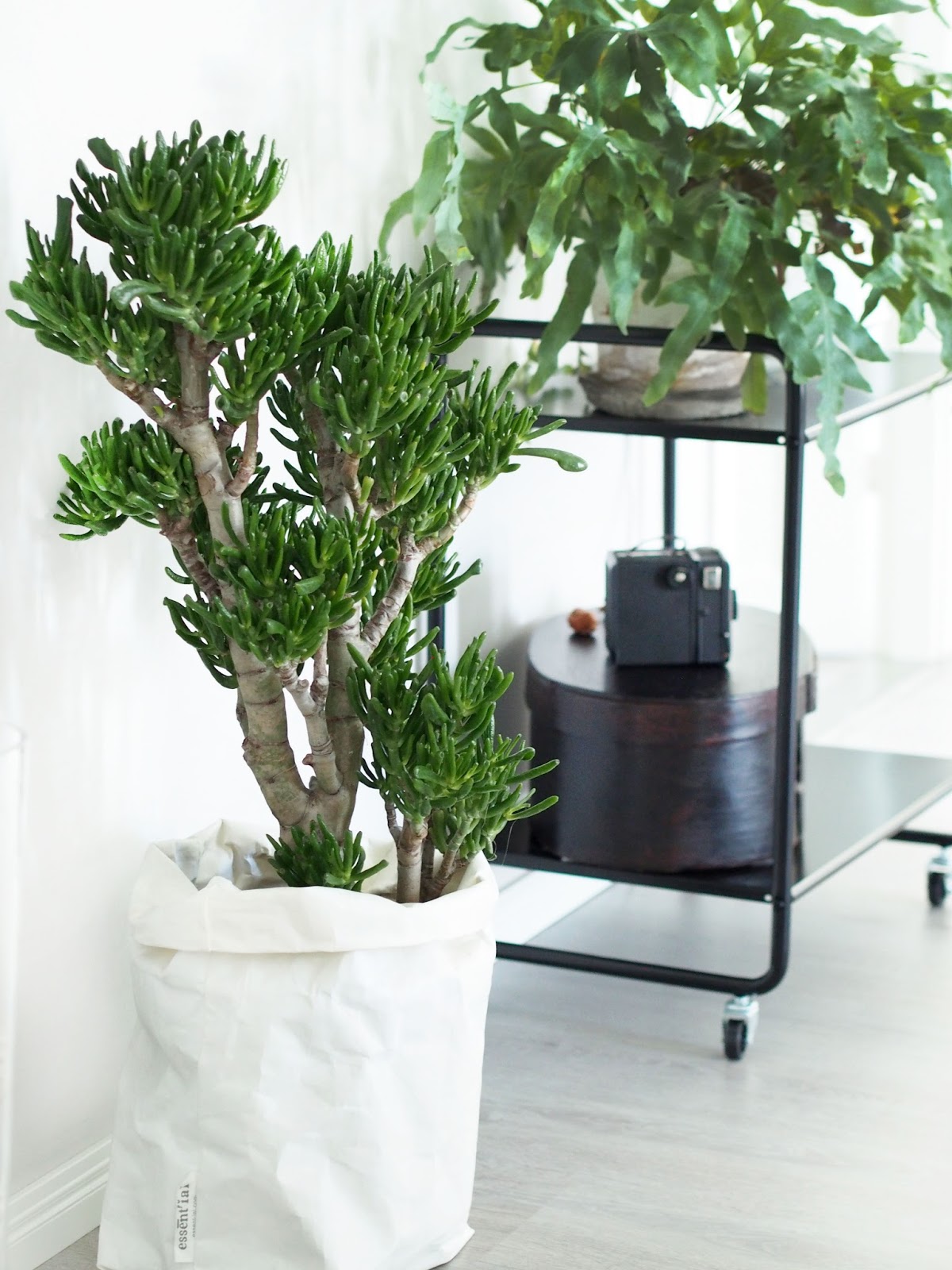 Rahapuu | Valkoisen vuoren rinteillä