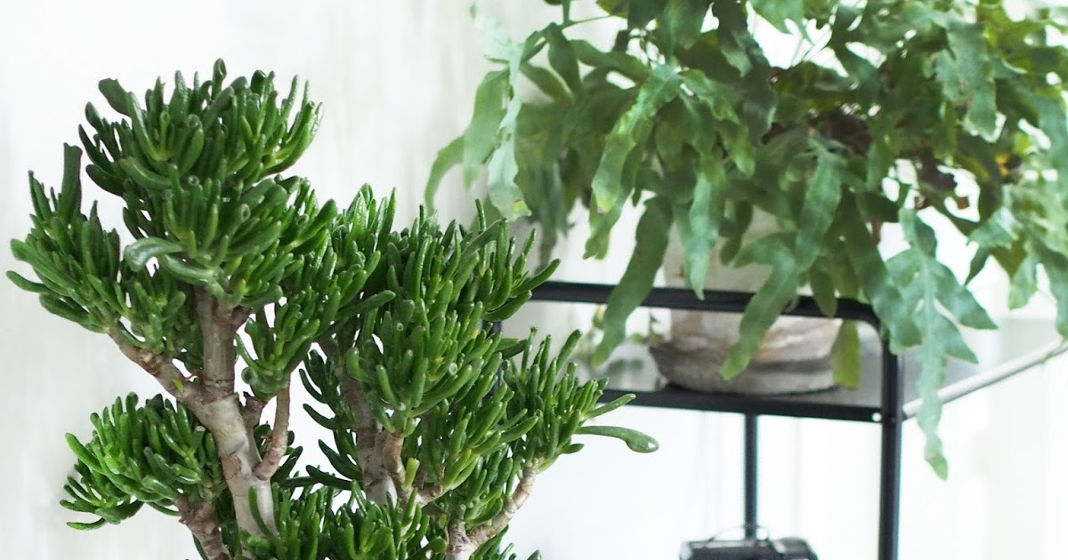 Rahapuu | Valkoisen vuoren rinteillä