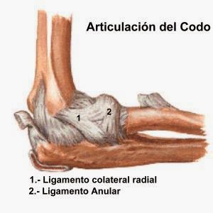 Morfo-fisiología 1: MIEMBRO SUPERIOR