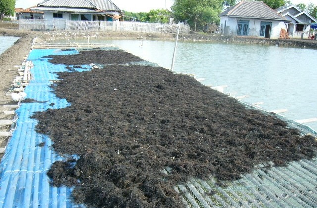 Wicara Mina: PENANGANAN PASCAPANEN RUMPUT LAUT (1)