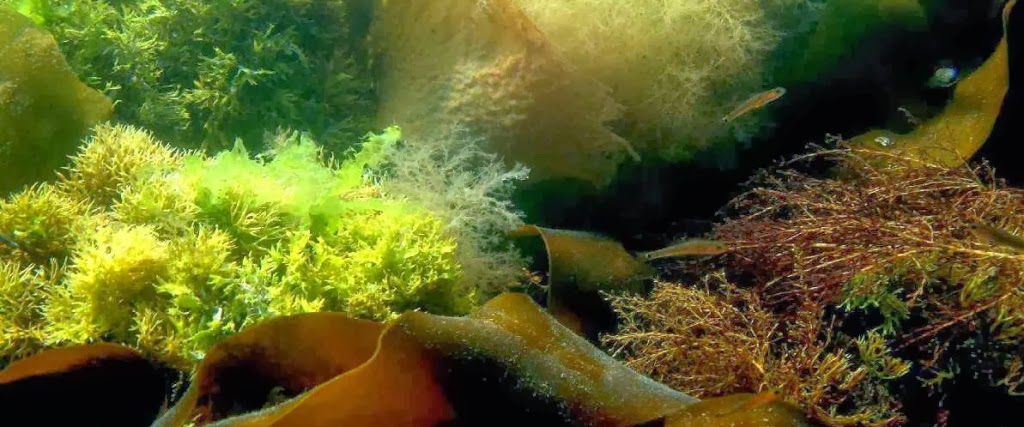 Natura i uroda: ALGI W KOSMETYCE.