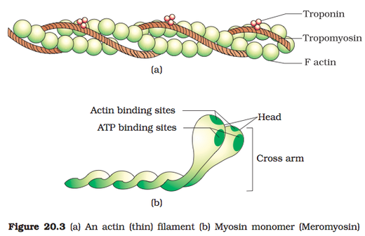 PCB Notes: Locomotion and Movement part 1 notes (Biology)