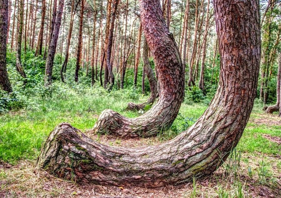 Far Beyond Borders: Crooked Forest (Bent-shaped pine trees)