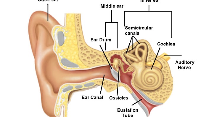 Understanding Brings Peace: Biology And Biocentrism