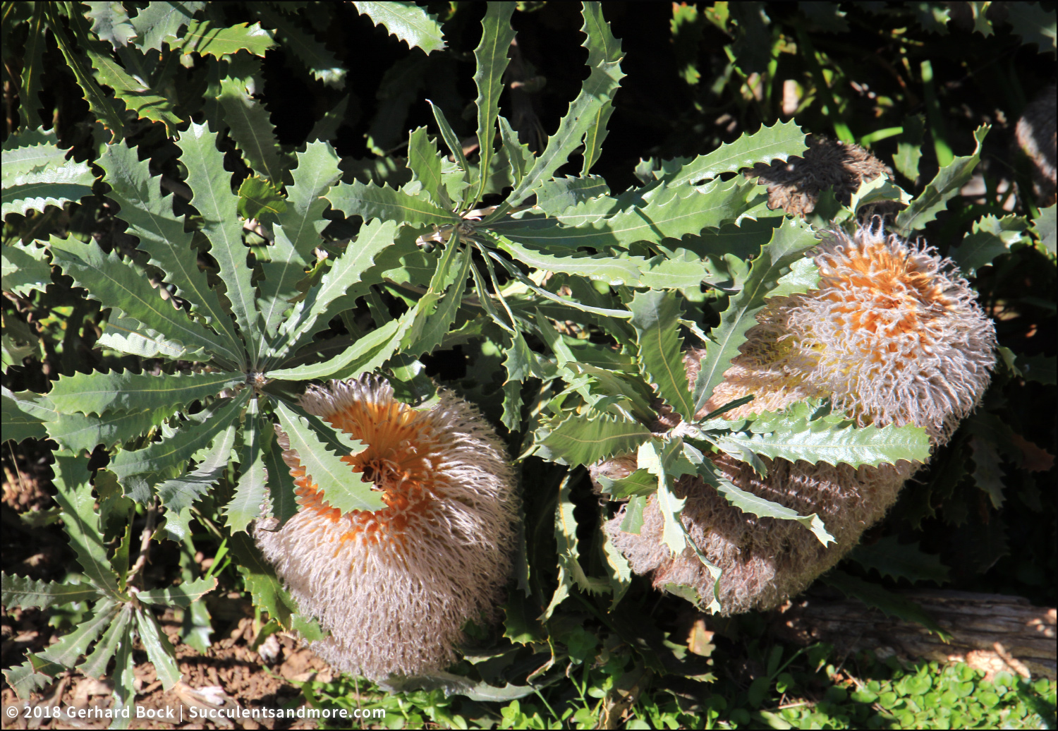 UC Santa Cruz Arboretum in late winter: Australian Garden