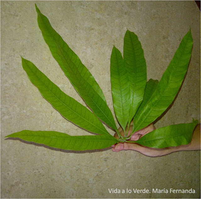 La Doctora De Las Plantas: Cogollos de mango para aliviar el dolor ...