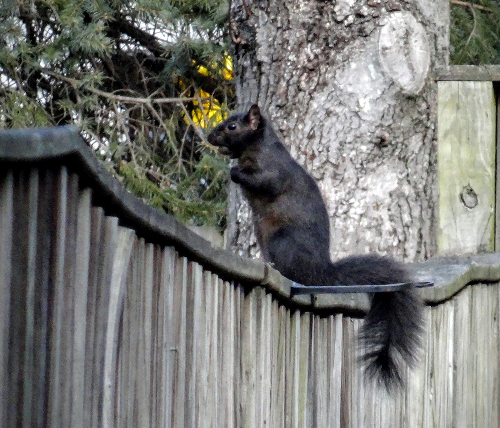 Love, Joy and Peas: Black Squirrel Photos & Haiku Poem