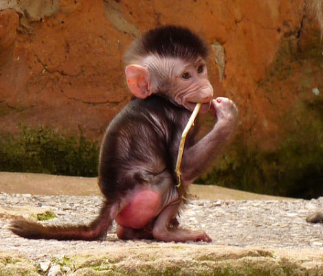 Cute Funny Animalz: Funny Baboon Monkeys